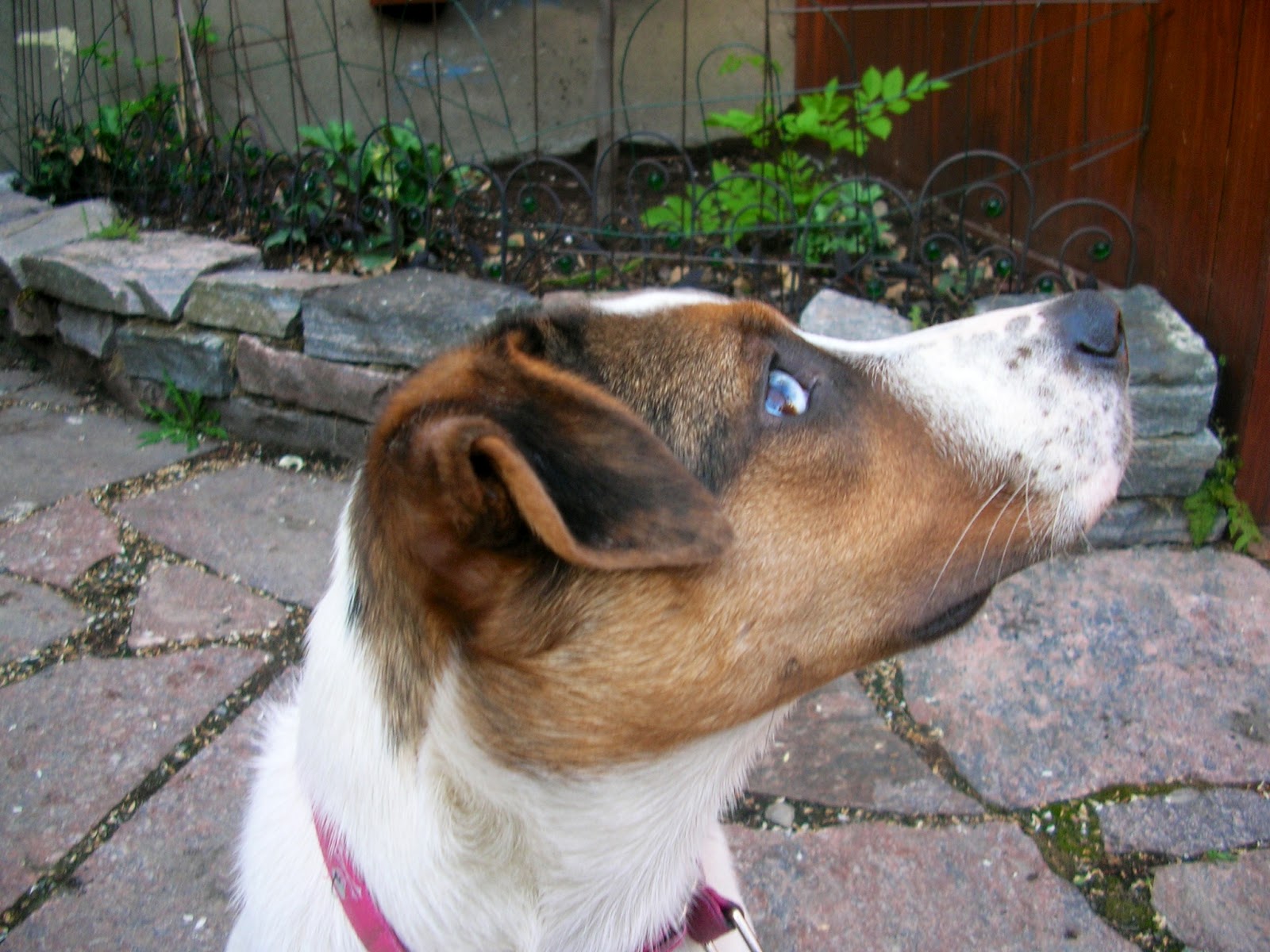 Musings of a Biologist and Dog Lover: June 2012