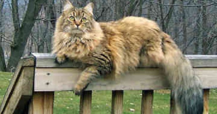 Kucing Maine Coon