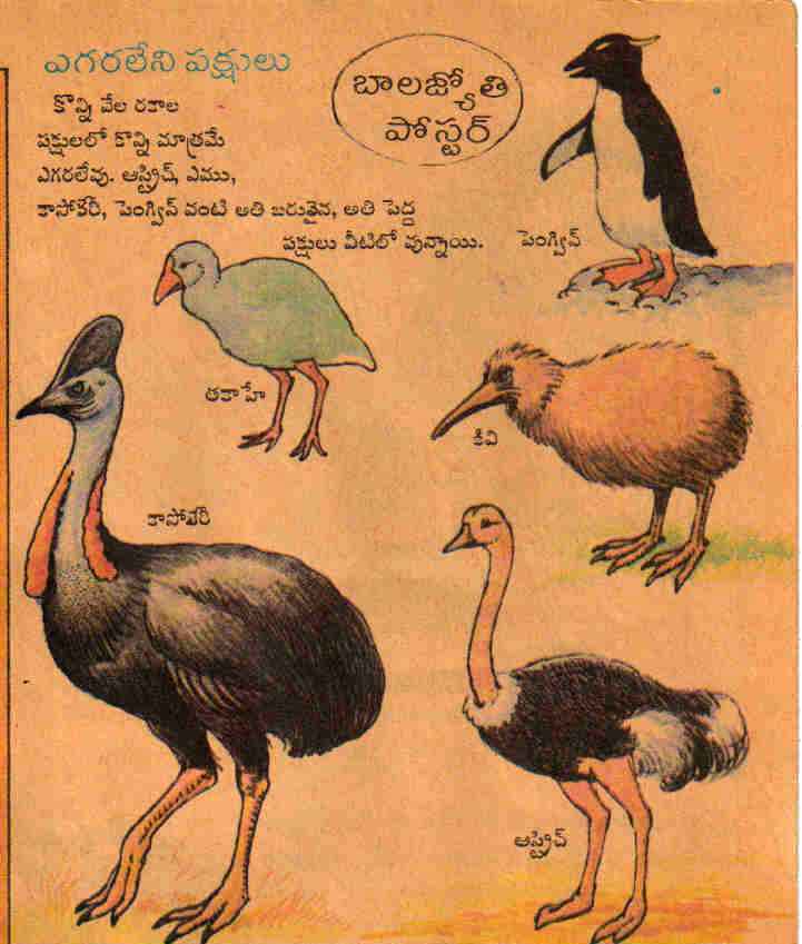 TELUGU WEB WORLD: about birds - its living - types of birds - its teech ...