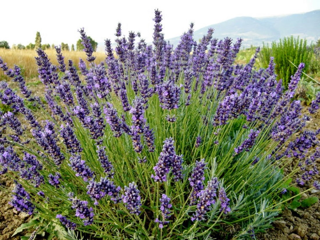 CURARSI CON LA LAVANDA (Lavandula officinalis) - Blog di pociopocio