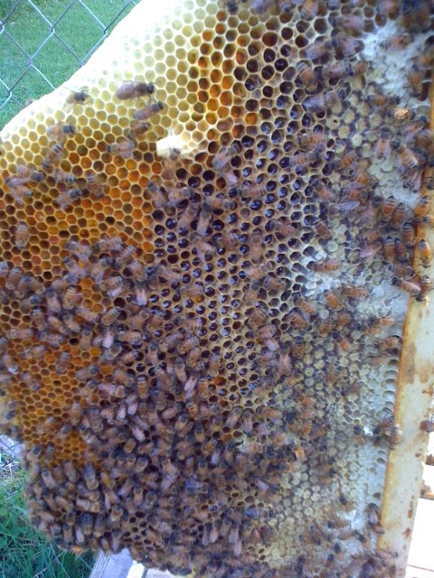 Ohio Honeybee: Supercedure Cells