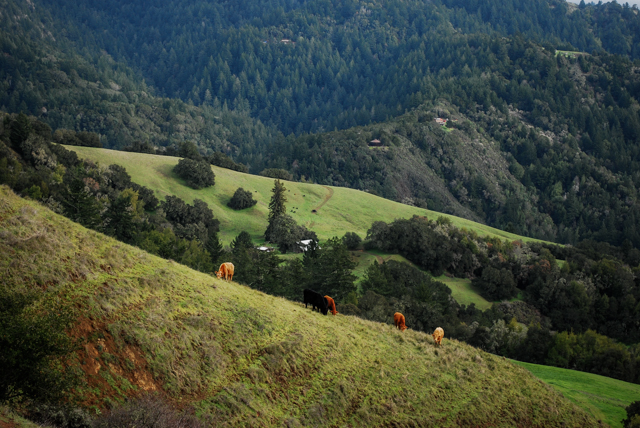 Dipper Ranch: Sharp-Tailed Snake : Long or Short?