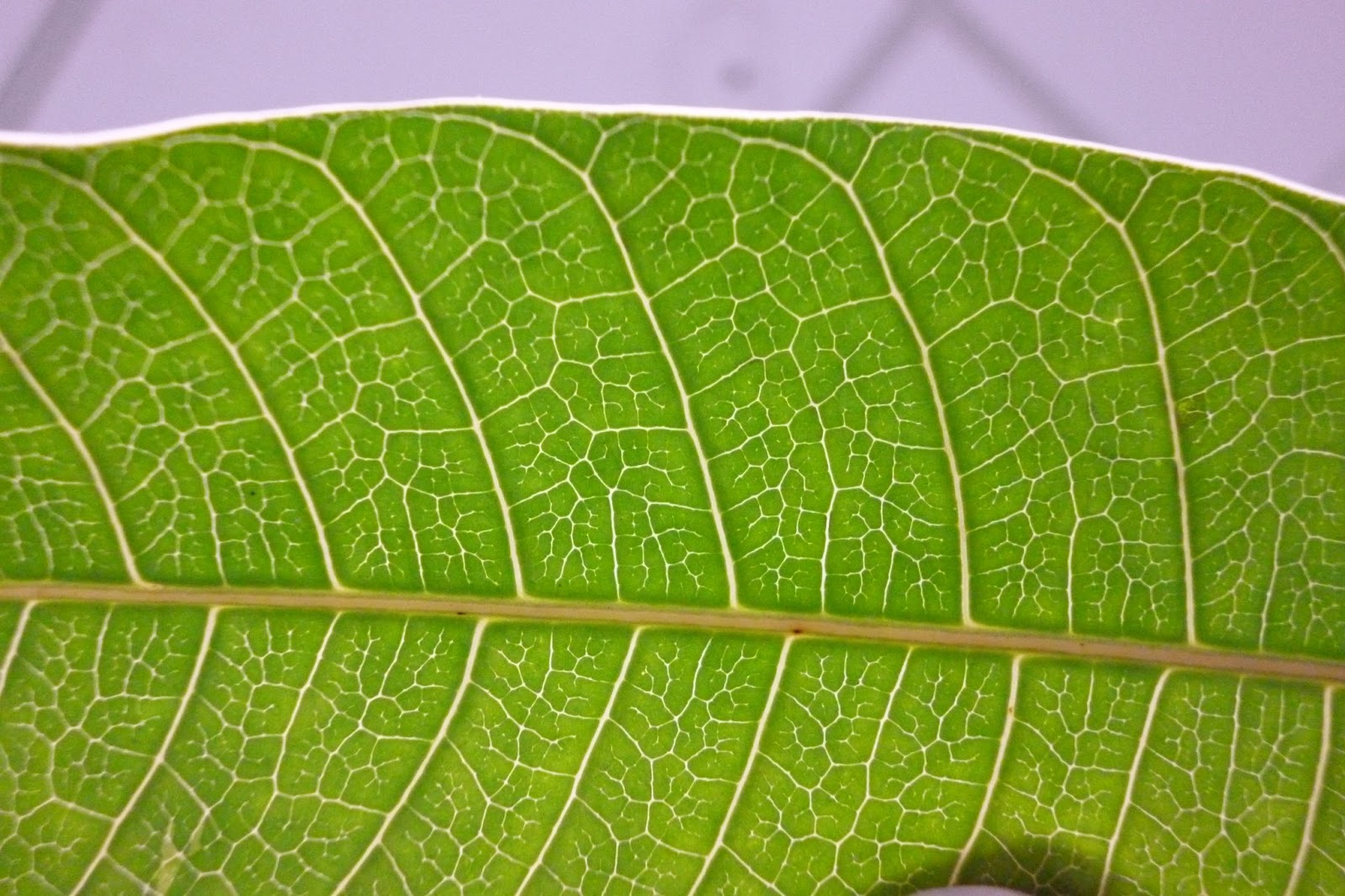 陽台雜記: Bundle Sheath Extension --- Homobaric Leaves & Heterobaric Leaves