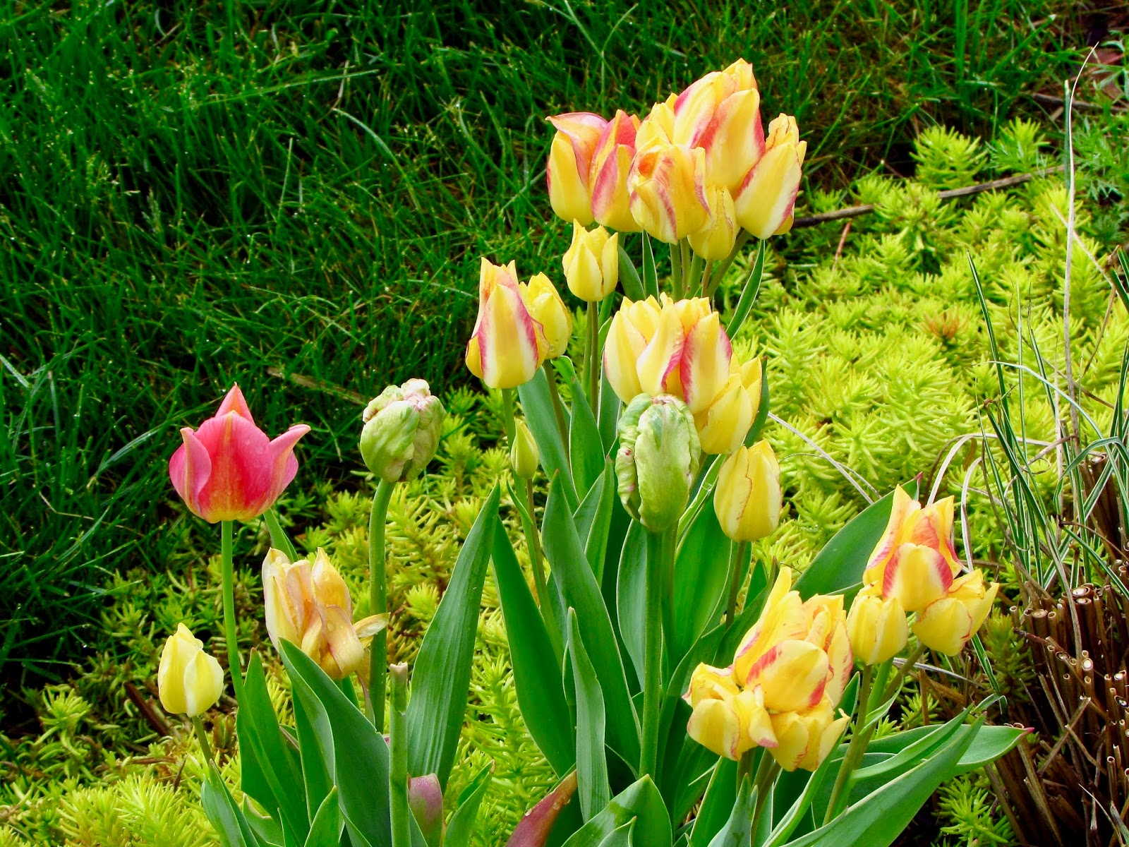 Life In Robin's Nest: Spring Makes a Quick Turn Into Summer