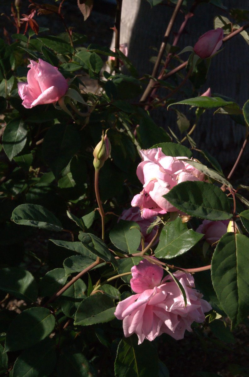 Organic Garden Dreams: October Roses