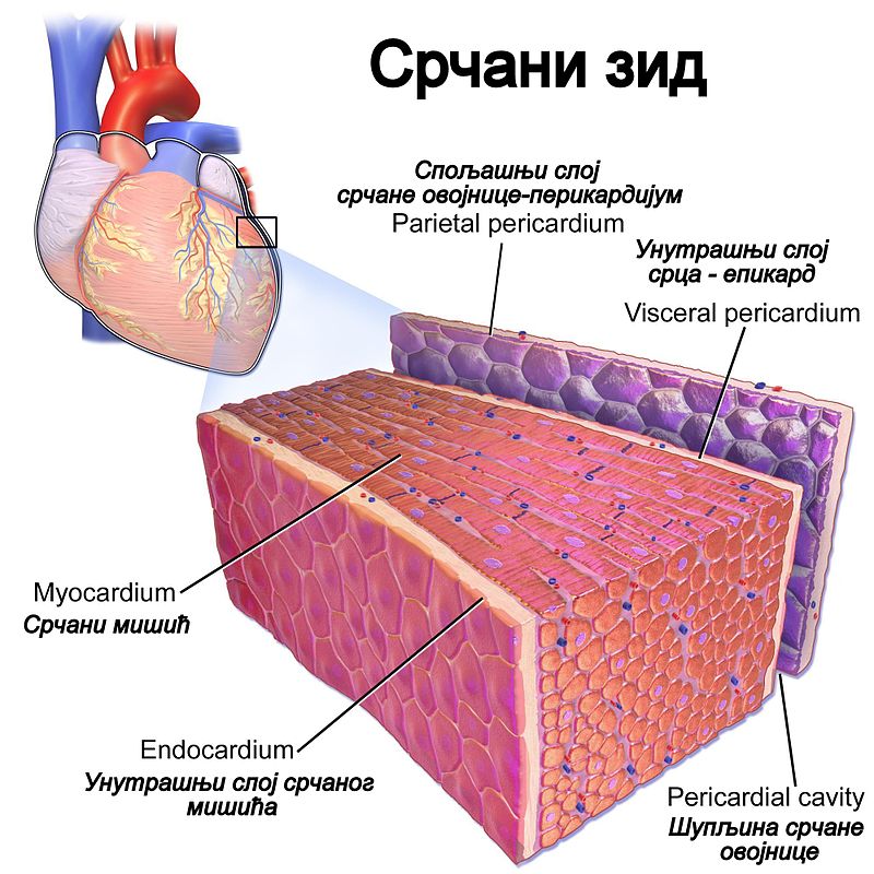 Latinski jezik za medicinske škole