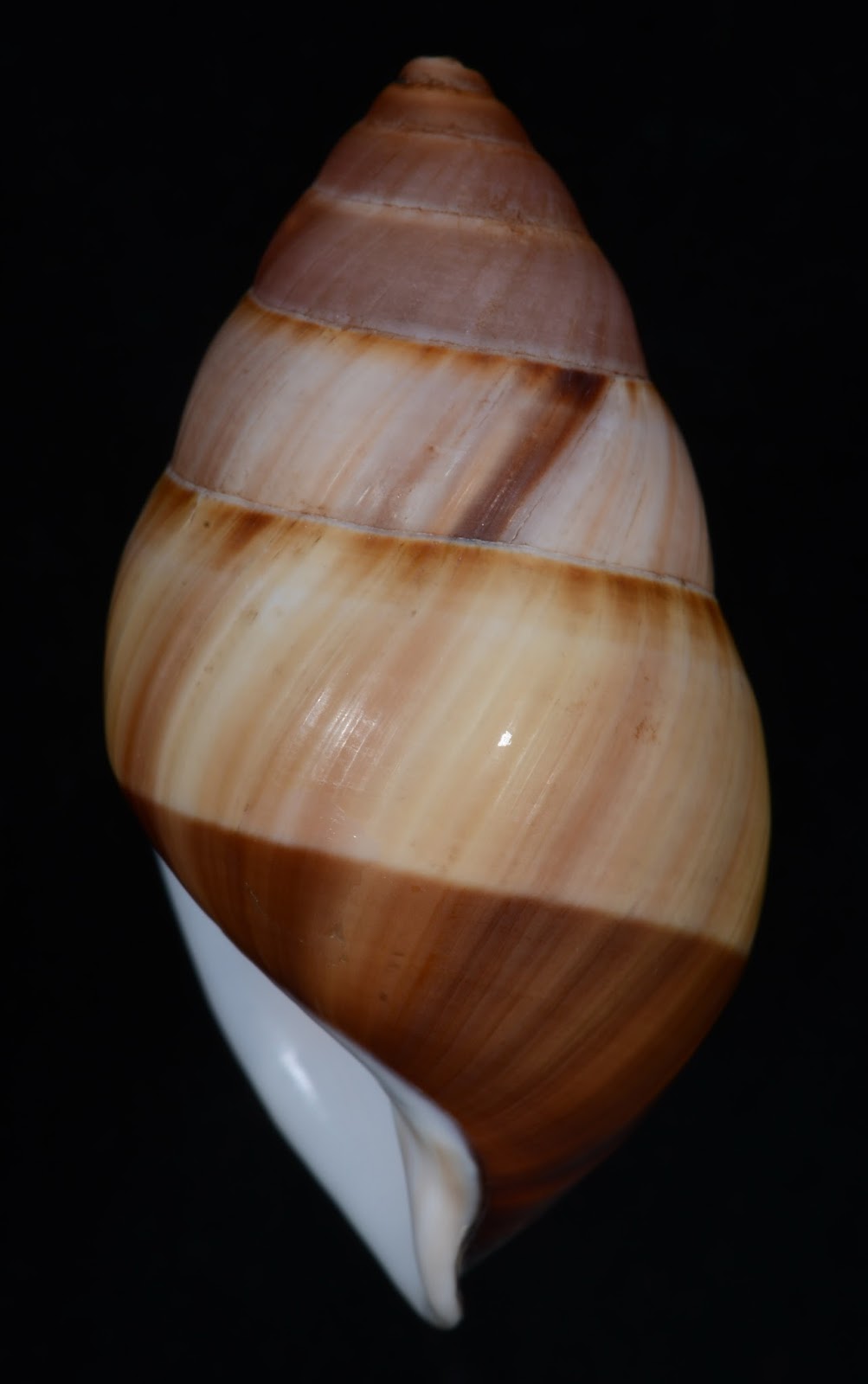 Dr. Lee's Gallery Museum: Amphidromus inversus annamiticus 45.11mm ...