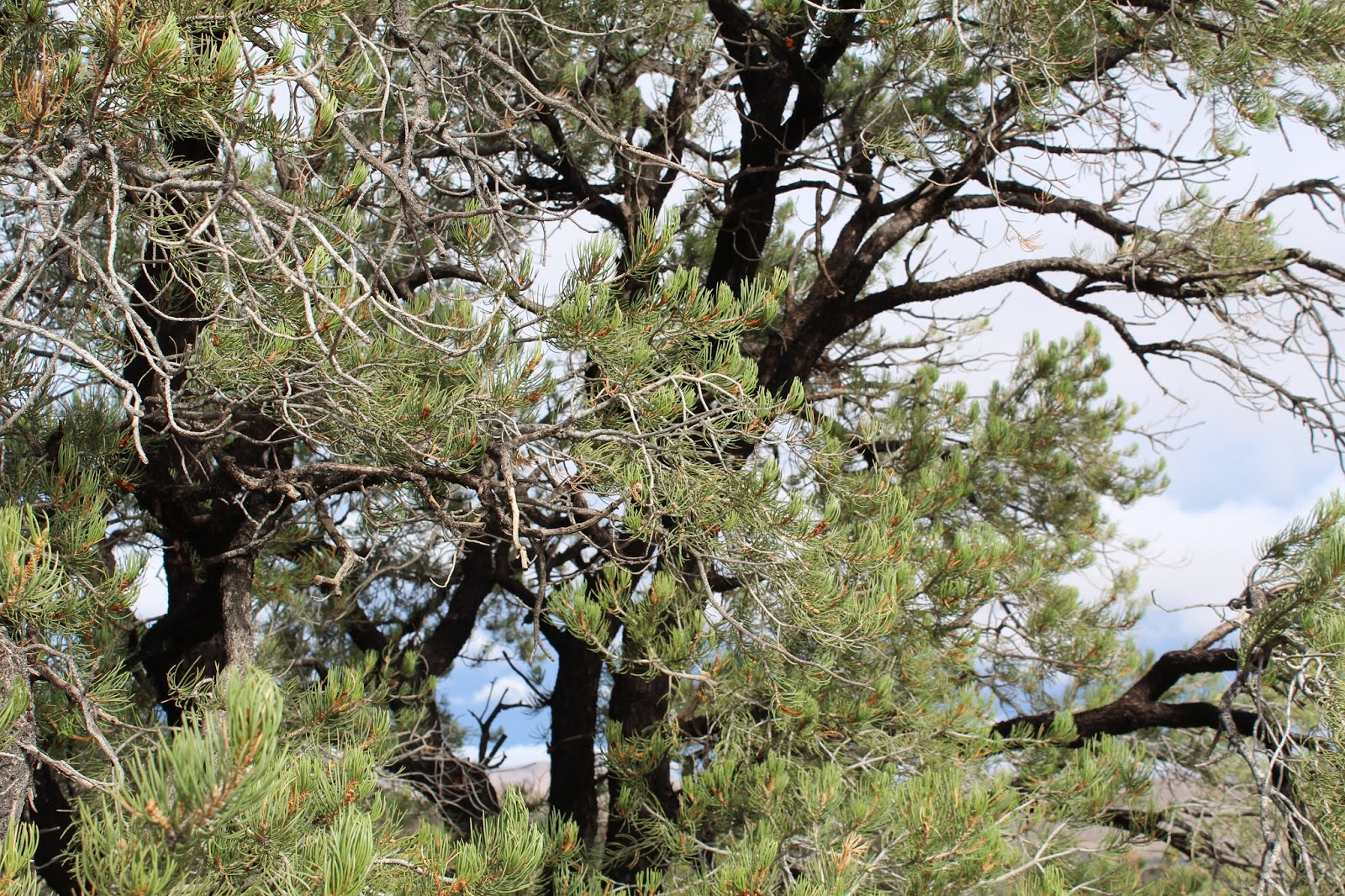 KEYS VIEW SCORPIONS TWO: PINUS MONOPHYLLA - SINGLE LEAF PINYON