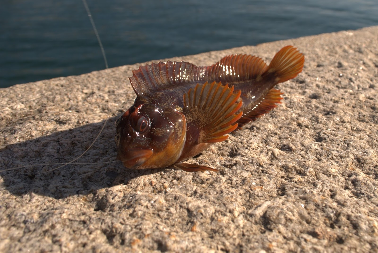 Ben Bassett - Fishing: Saluting The Shanny