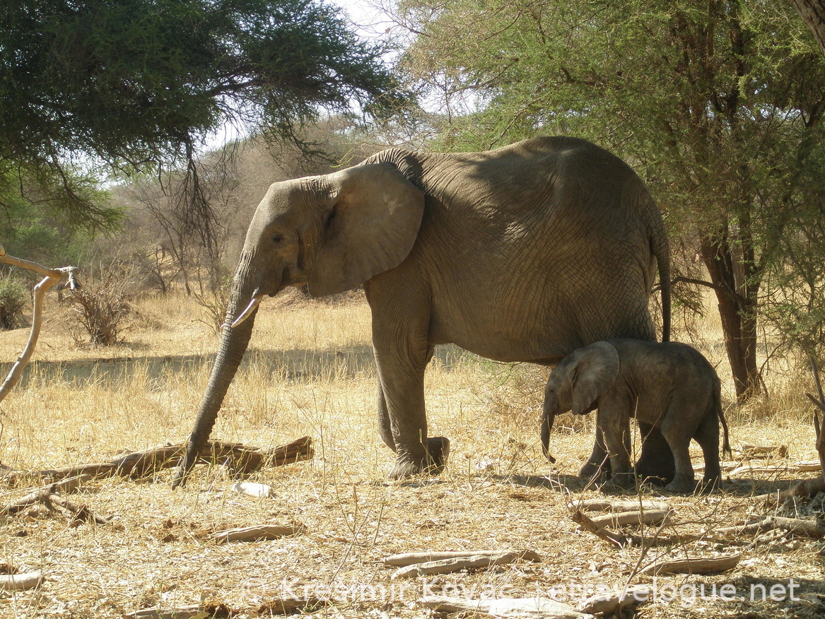 elepante - philippin news collections