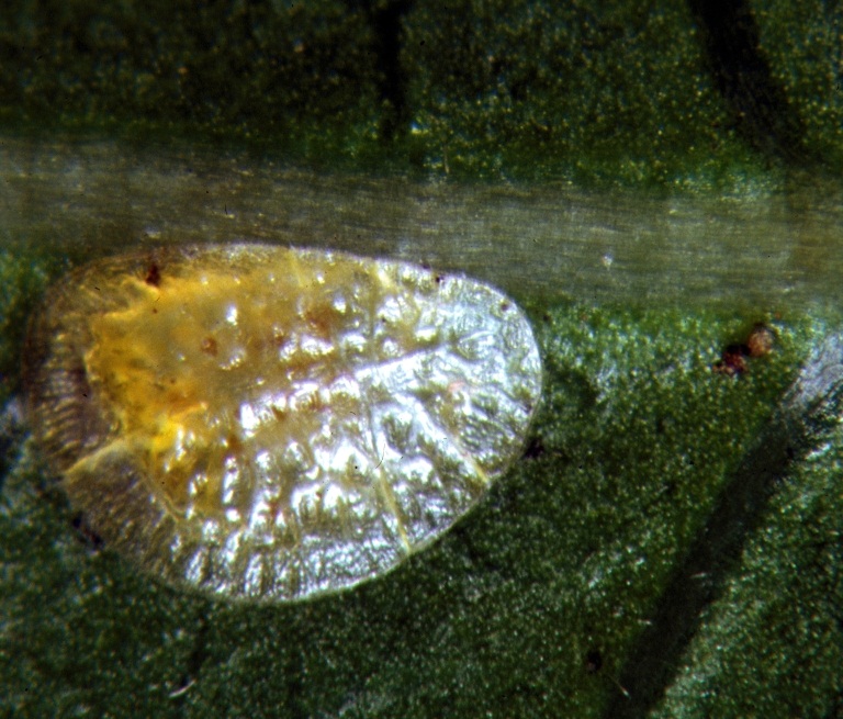 TYPES OF INSECTS : Acuminate Scale