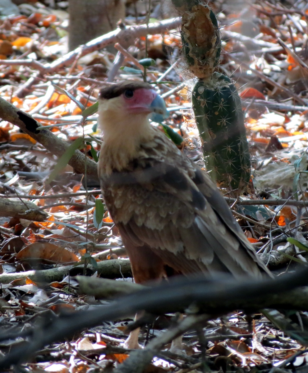 Hiking Curaçao - Flora and Fauna: Warawara - Northern Crested Caracara