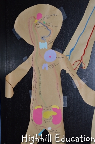 Highhill Homeschool: Human Body Unit - Week 19 - The Endocrine System