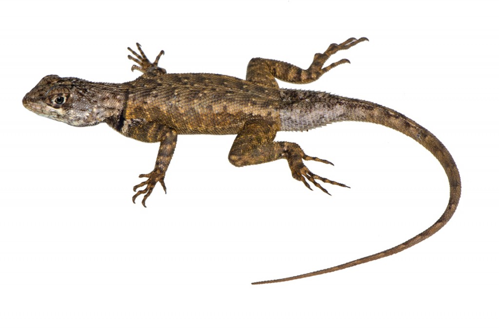 Criativo Filme: Trauma de Calango