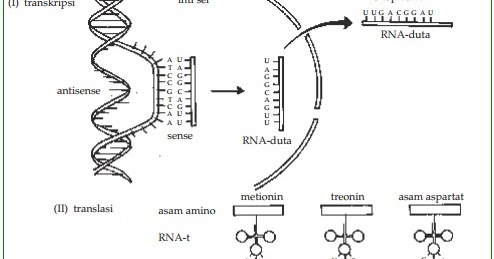 Perbedaan Dna Dan Rna Secara Kimia Dna Informasi