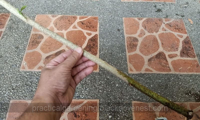 Practical Gardening: Sandpaper Vine Propagation by Cuttings in Water