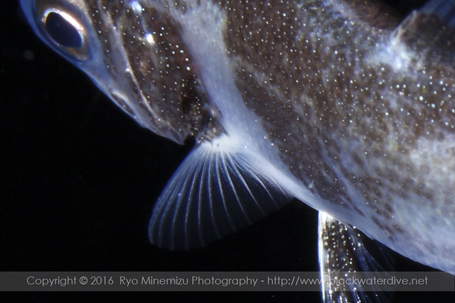 Black Water Dive® - ブラックウォーターダイブ: Juvenile of Polydactylus sp.(Family ...