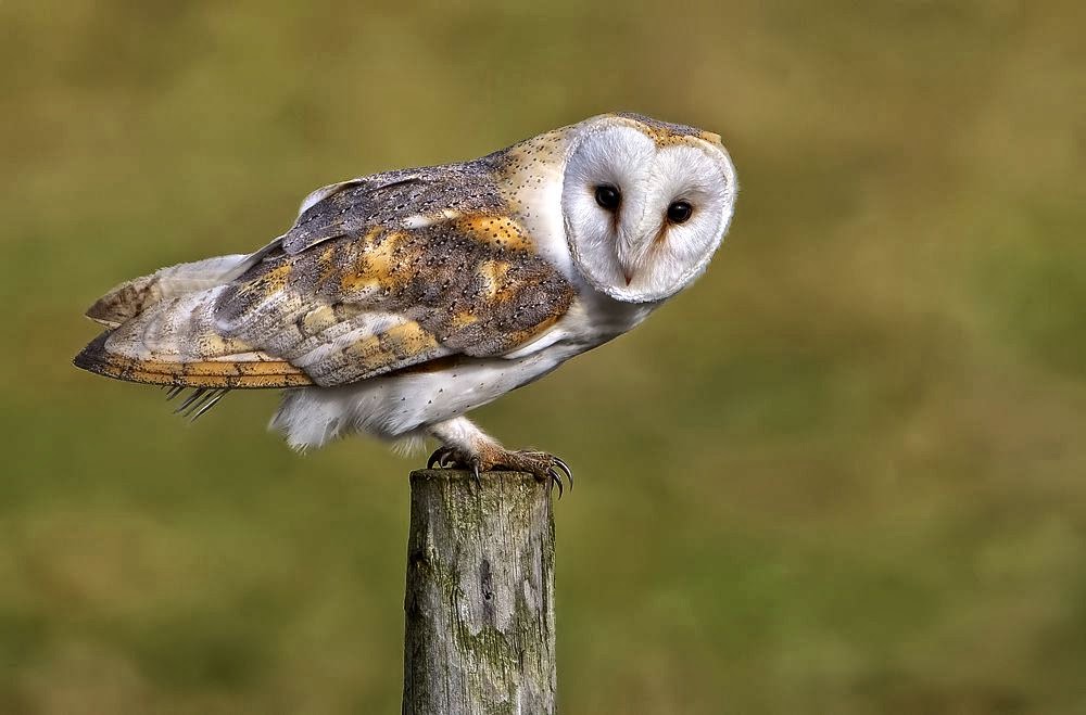 20 Incredible Pictures of Barn Owls - The Stuff Makes Me Happy