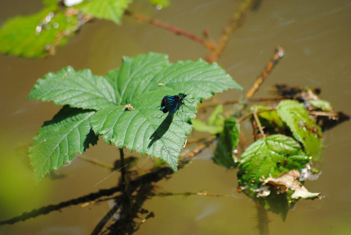 Walksalot: Basingstoke Canal - Greywell (lock 30) to Barley Mow Bridge ...