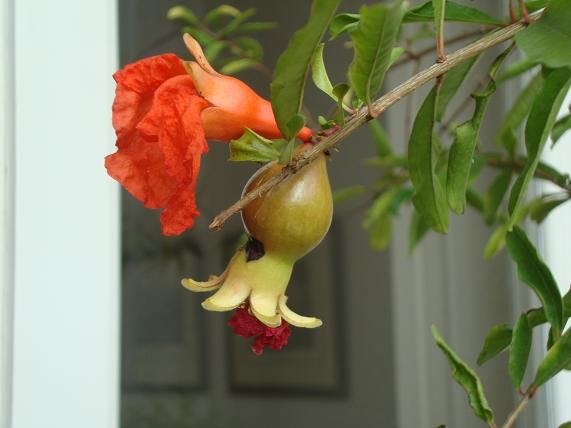 Flor de romã | ... Receitinhas e Viagens ...