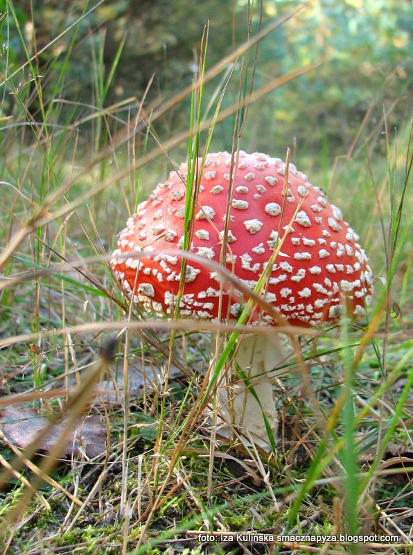 Grzyby gatunkami: Muchomor czerwony | Smaczna Pyza