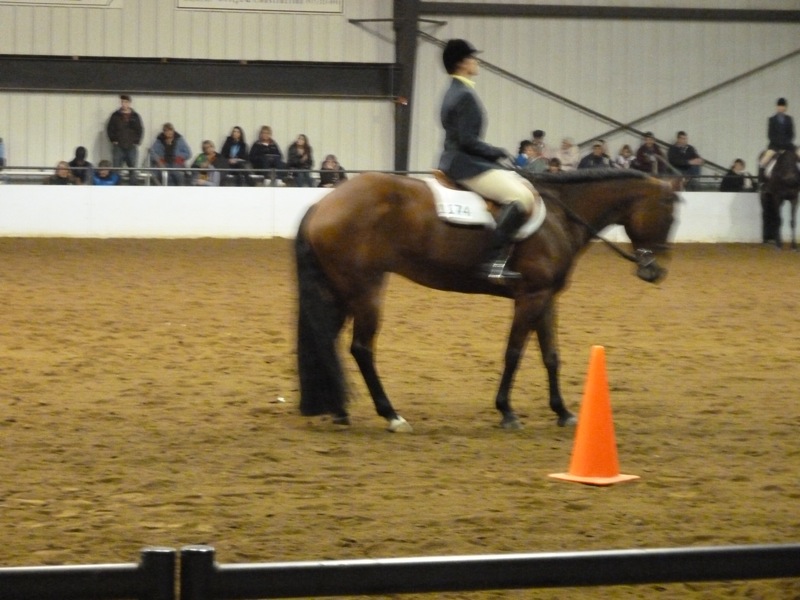 Sonshine Saddlery: English Equitation