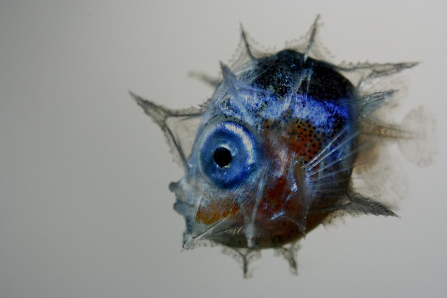 Biologija s Bedenko: Morski buco bucanj