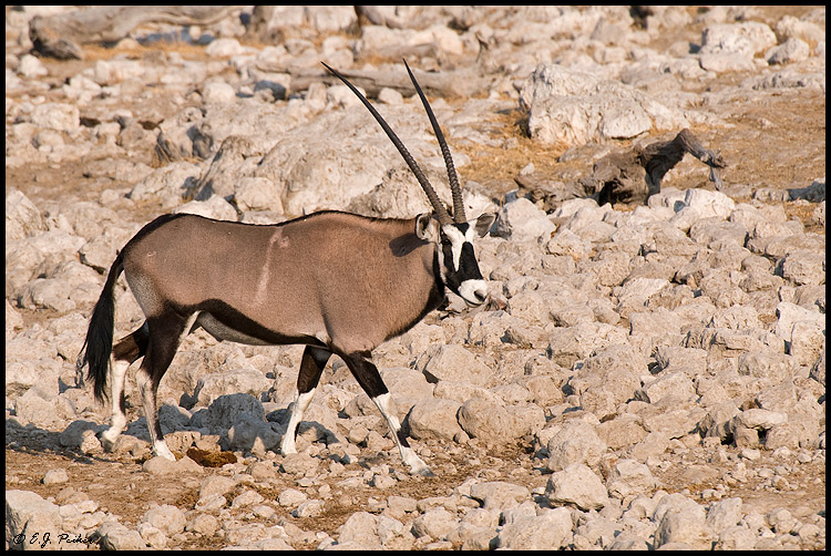 Animals pictures: Oryx (Gemsbok)