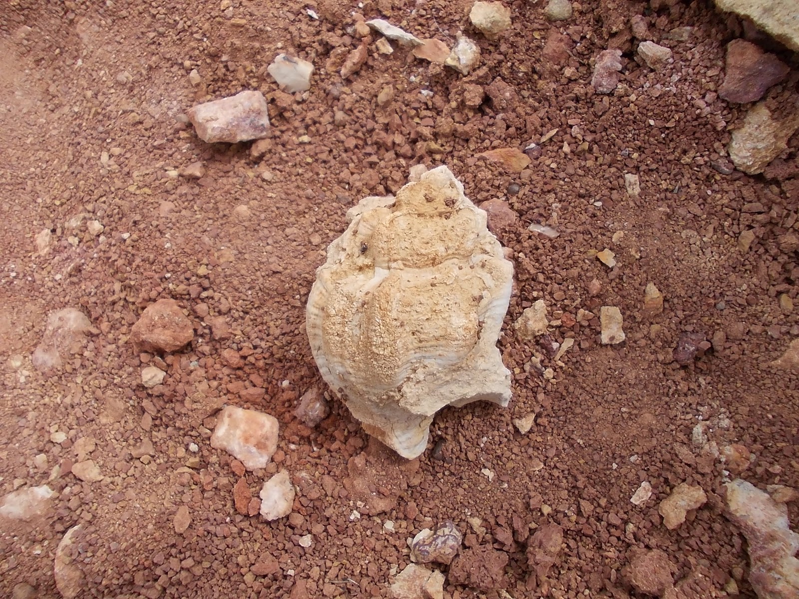 FOSILI - HERCEGOVINA: NAKON VIŠE OD 100 GOD.PREDSTAVLJAMO NALAZIŠTE ...