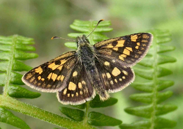 Chequered skipper | The Life of Animals