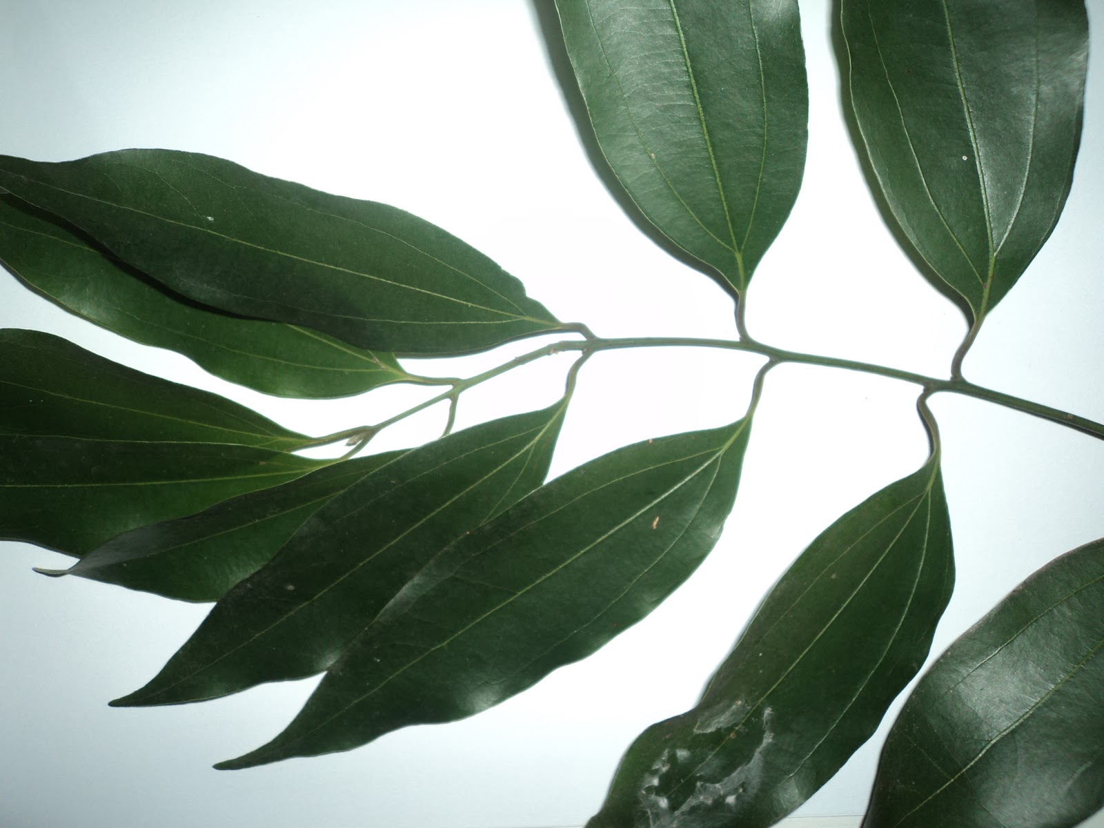 Mato & Cia: Morfologia externa de Folhas