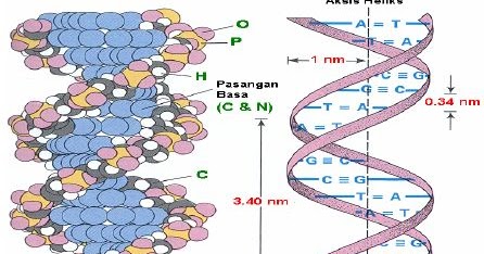Pengertian dan Struktur Molekul DNA, Proses Replikasi DNA serta ...