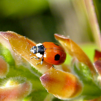 BugBlog: February 2012