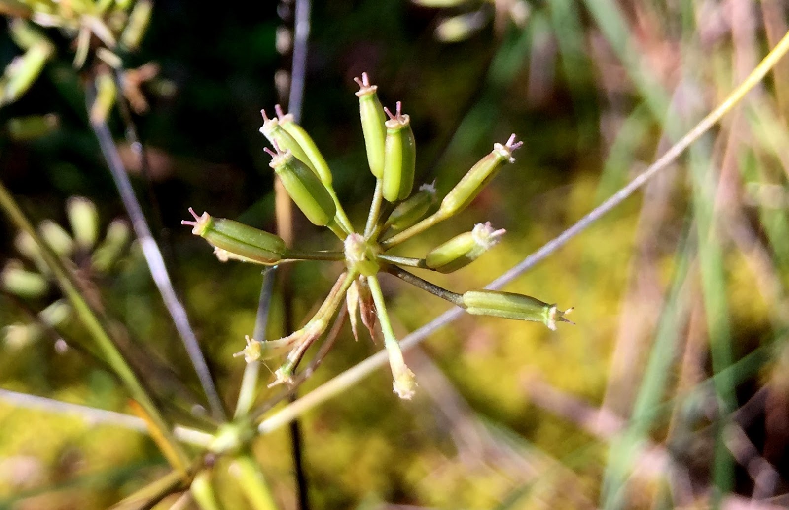 Τα φυτά του Υμηττού: Bunium ferulaceum