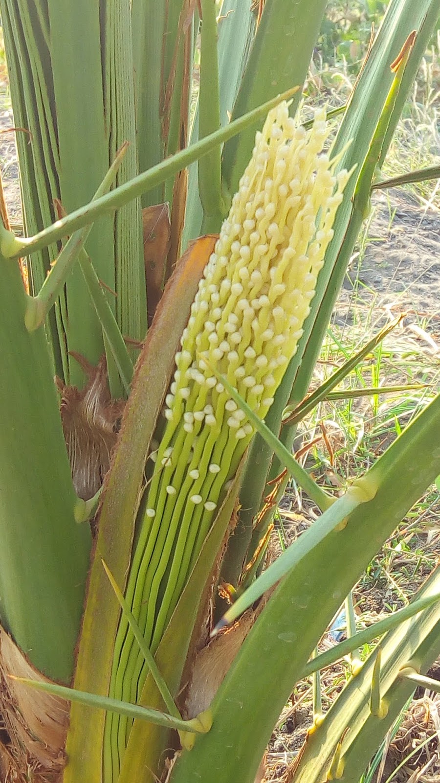 Sri Sai Dates - Barhi (Barhee) Dates