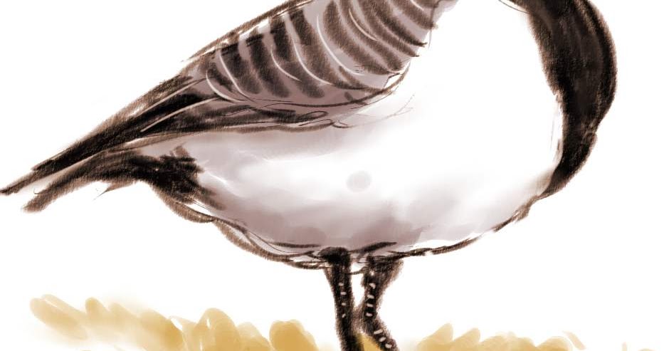 Birds: The Barnacle Goose