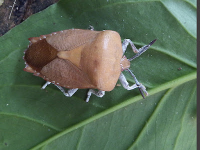 Variety of Life: Tessaratomidae