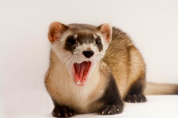 BiOjUnKiEs: Hurón de Pies Negros (Mustela Nigripes)