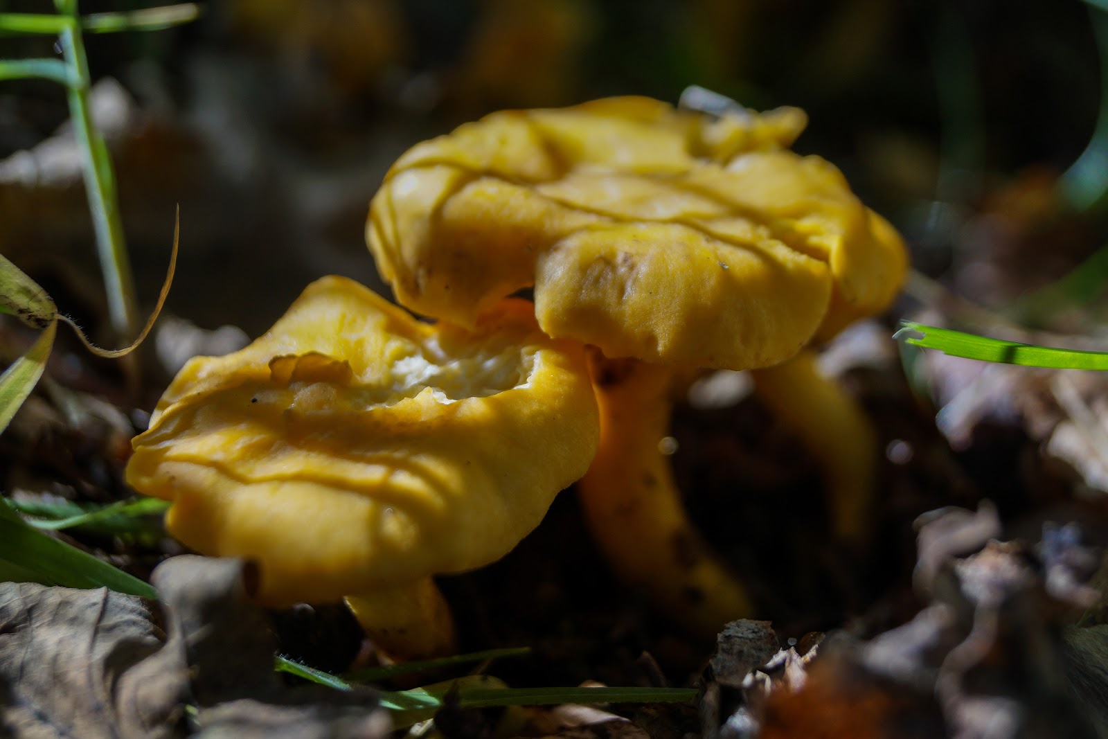 Almindelig Kantarel Lat: Cantharellus cibarius