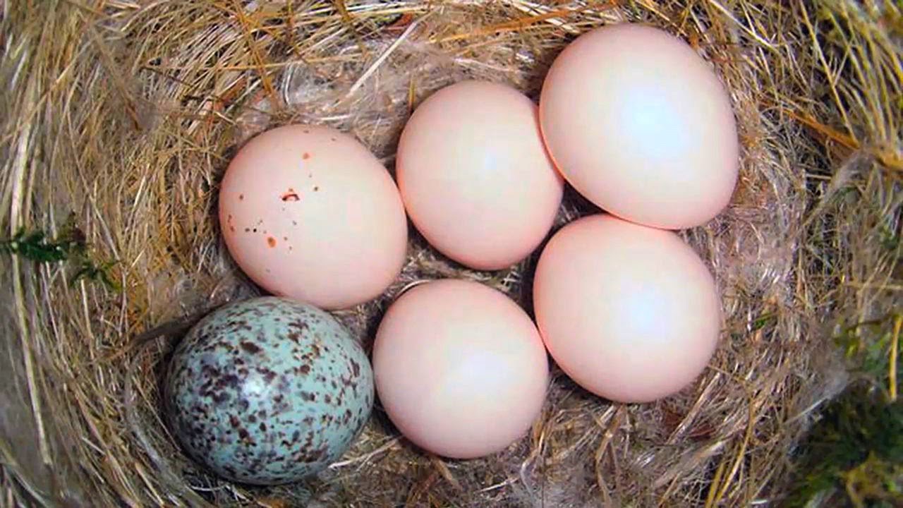 Bird In Everything Cardinal Bird Eggs Bird In Everything Cardinal Bird Eggs