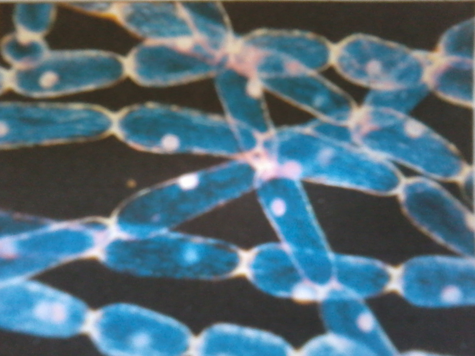 My Rainbow's Life: Praktikum Biologi