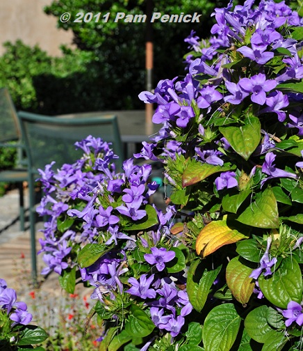 A Blog of Scenic Nature - Beautiful Creations of God : VIBGYOR Series ...