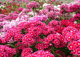 Cara Budidaya Tanaman Hias Bunga Anyelir | Konsep Pekarangan Rumah