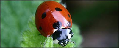JOANINHA (Rodolia cardinalis)