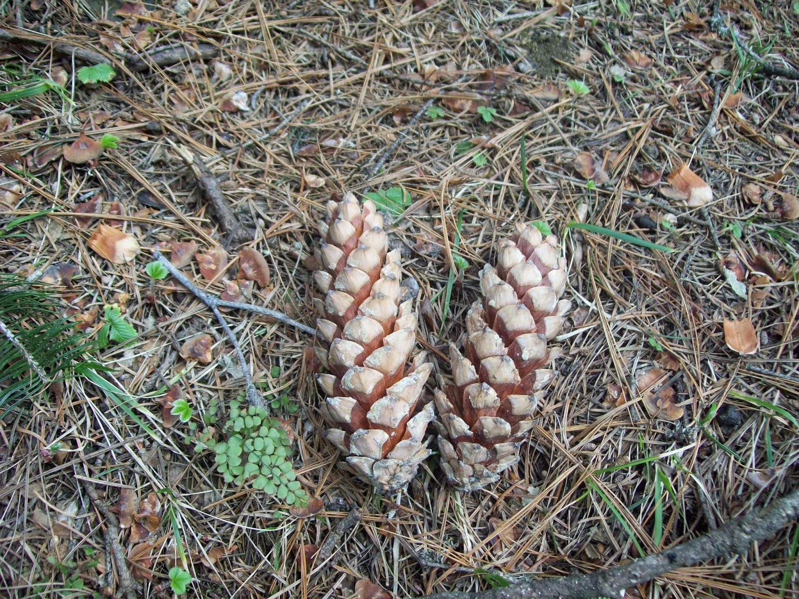 CHINAR SHADE : SOME COMMON TREES OF KASHMIR
