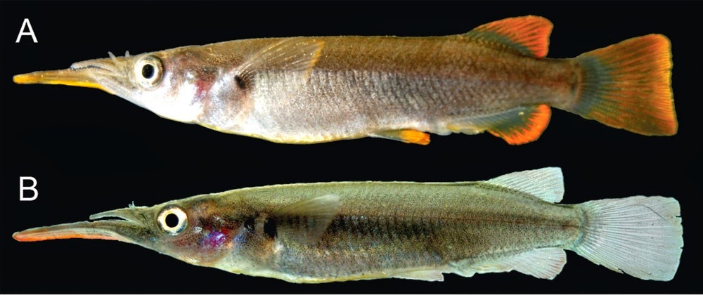 Sciency Thoughts: Two new species of viviparous Halfbeaks from Sulawesi.