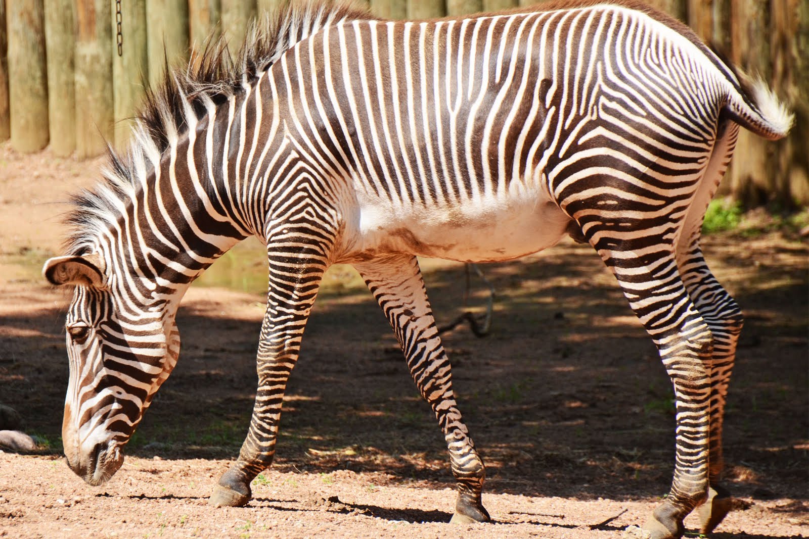 Snippets from Springdale: Zoo Zunday