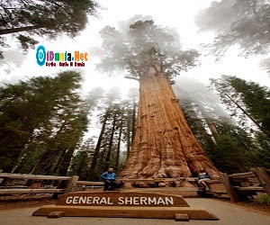 Pohon Tertinggi dan Terbesar di Dunia - On The Spot