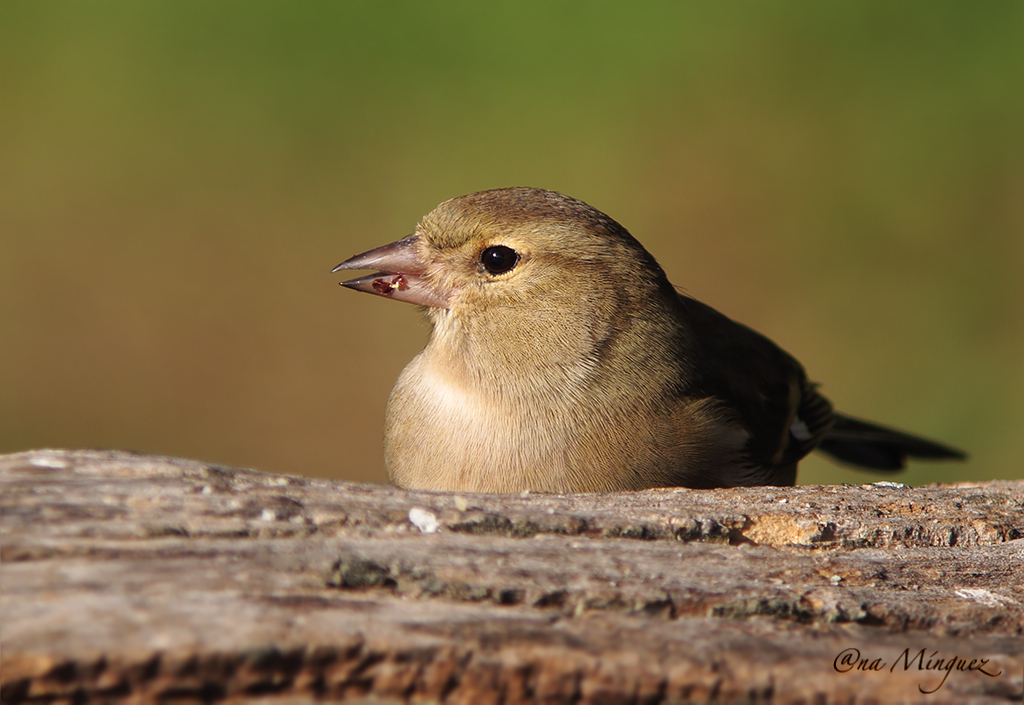 NATURANAFOTOS: Pinzon vulgar..