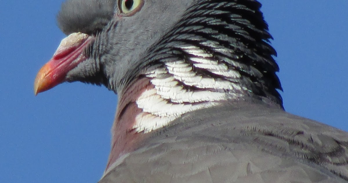 The Rattling Crow: Woodpigeons calls and displays